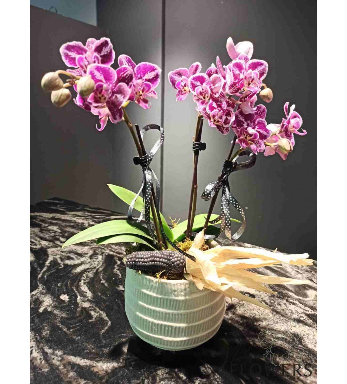 `Seramik Vazoda Mini Orkide - Orkideler